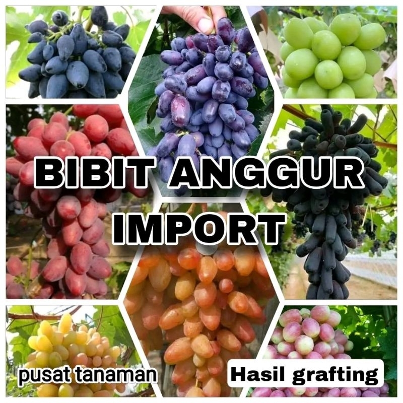 Jual Paket Hemat anggur import (beli 2 gratis 1) bisa request jenis ...