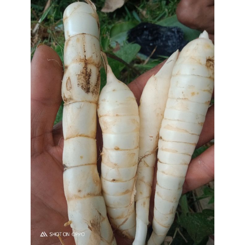Jual umbi garut 1kg | Shopee Indonesia