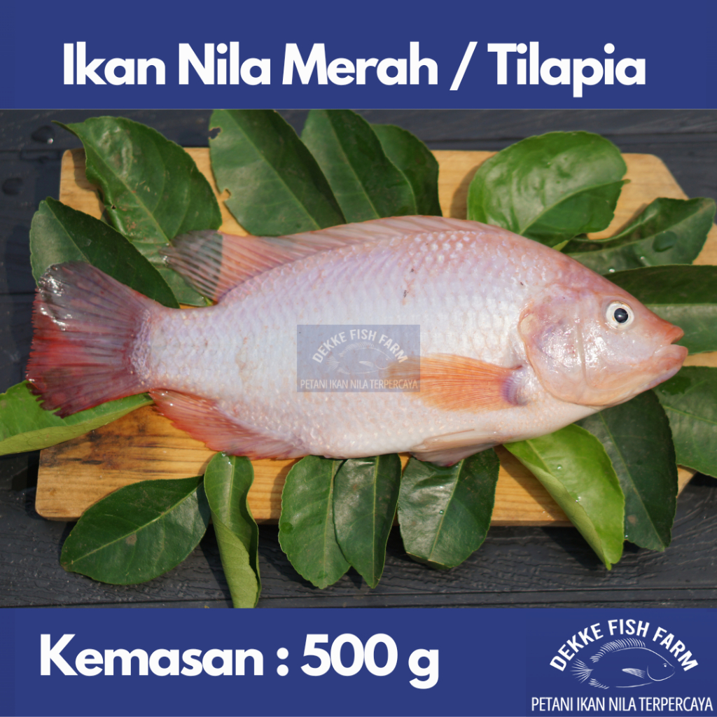 Jual Ikan Nila Merah Segar / Fresh Red Tilapia 500 gram ( Gratis ...