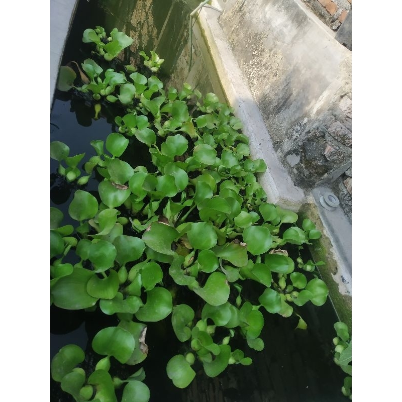 Jual eceng gondok mini 250g | Shopee Indonesia