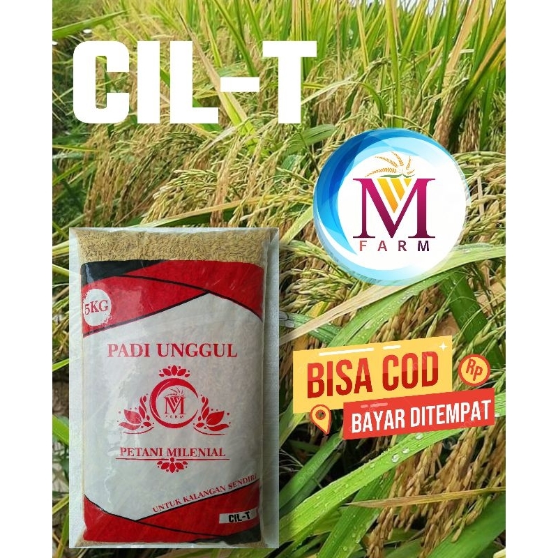 Jual Benih padi Cil-T 5kg original produk | Shopee Indonesia