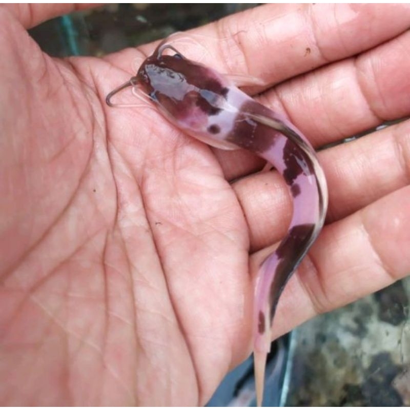Jual akuarium... isi 10 ekr LELE albino sapi paketan | Shopee Indonesia