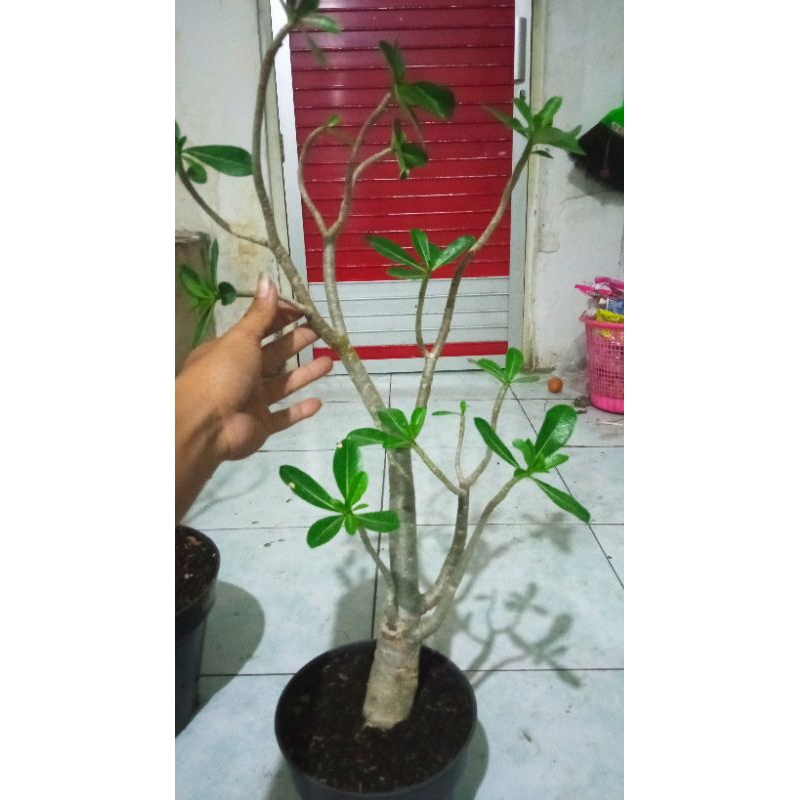 Jual adenium cutting rcn (2pohon) | Shopee Indonesia