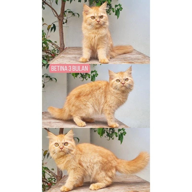 Jual KUCING PERSIA MEDIUM JANTAN 2 BULAN OREN BARBAR | Shopee Indonesia