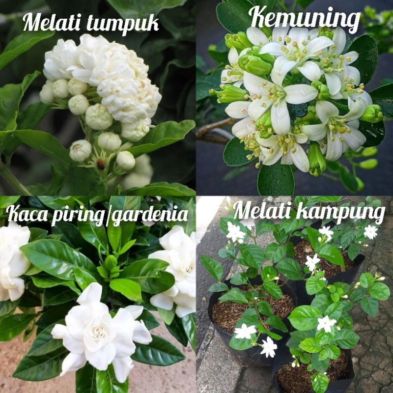 Jual paket 4 tanaman super wangi(melati tumpuk,kemuning,kaca piring ...