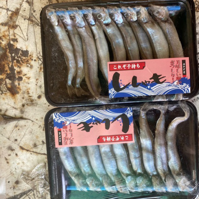Jual sisamo , ikan shisamo , ikan jepang , ikan telur | Shopee Indonesia