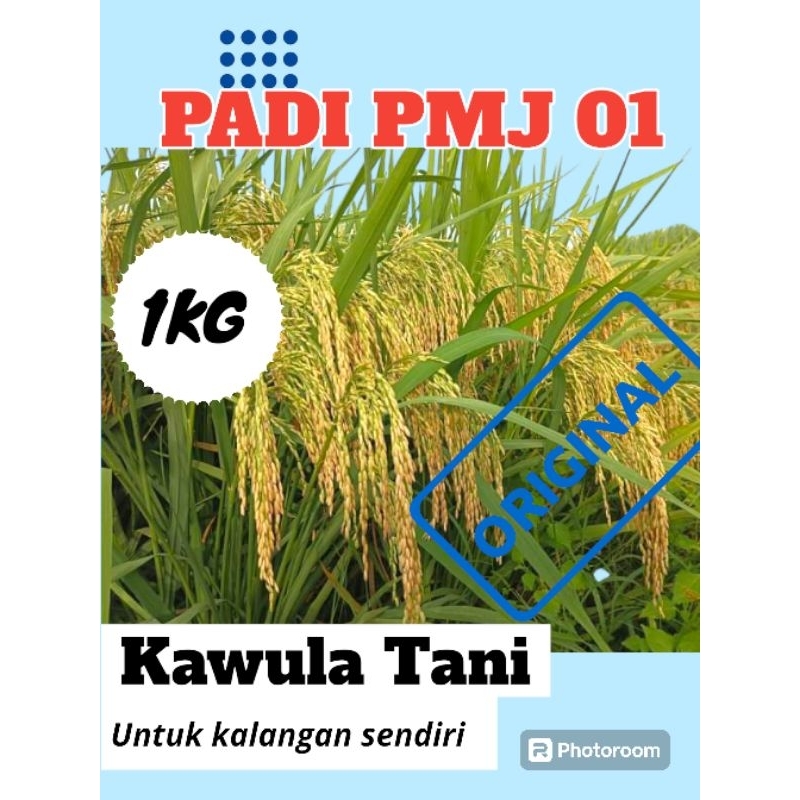 Jual BENIH PADI PMJ 01 PREMIUM 1KG | Shopee Indonesia