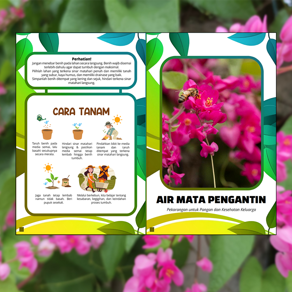 Jual 50 Biji Bunga Air Mata Pengantin Pink / Antigonon Leptopus / AMP ...