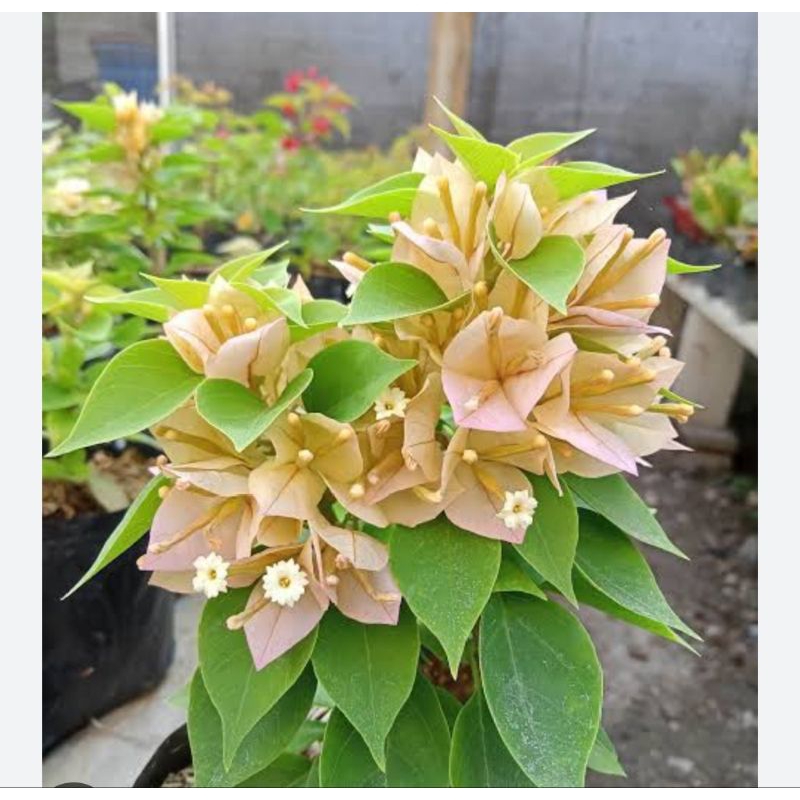 Jual bugenvil berbunga Singapura warna kuning | Shopee Indonesia
