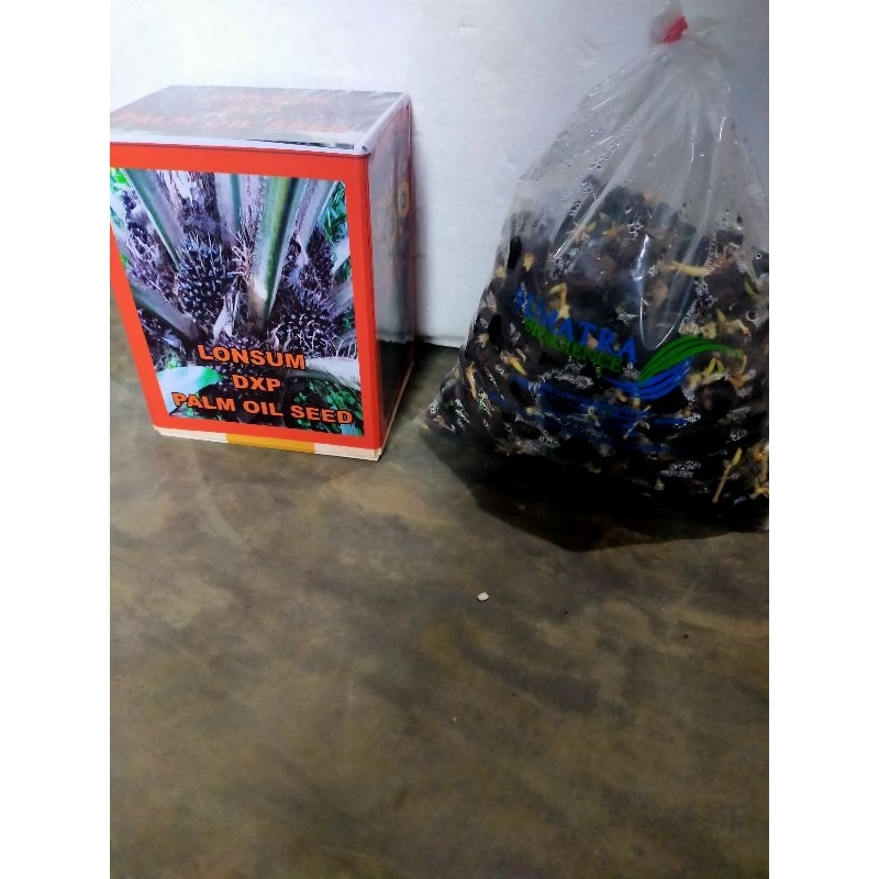 Jual benih kecambah kelapa sawit lonsum,pelepah panjang | Shopee Indonesia