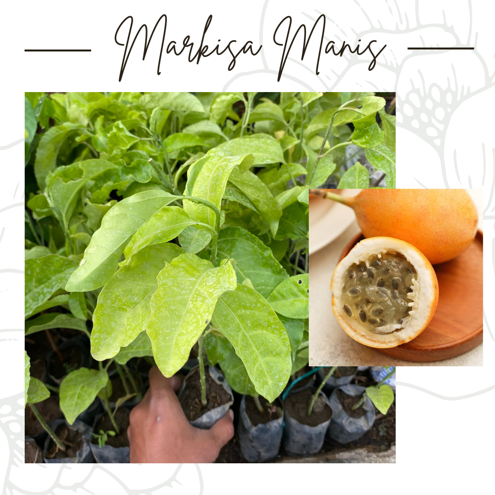 Jual Bibit Tanaman Buah Markisa Manis - Bibit Madu Super Unggul untuk Kebun atau Pot | Shopee ...
