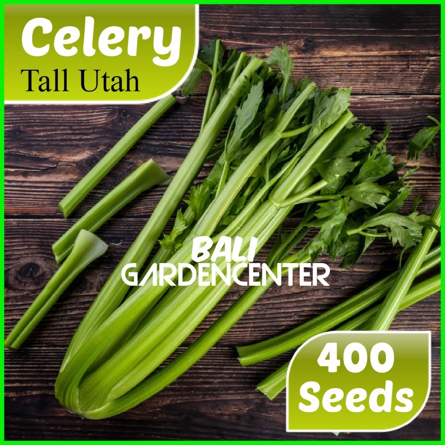 Jual Isi 400 Benih Biji Seledri Batang Besar - Tall Utah | Shopee Indonesia