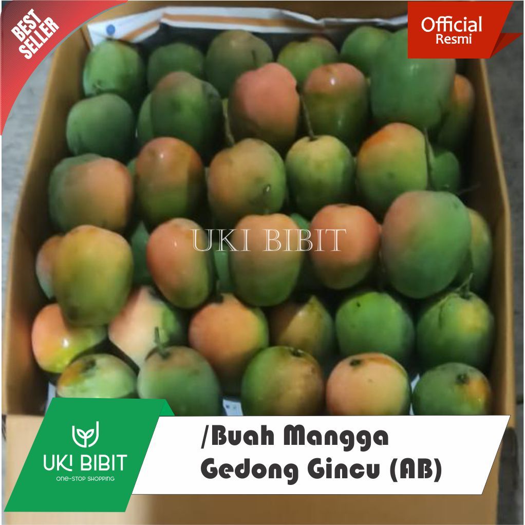 Jual ( 1 Kg Buah ) Mangga Gedong Gincu Grade Super (AB) | Asli ...