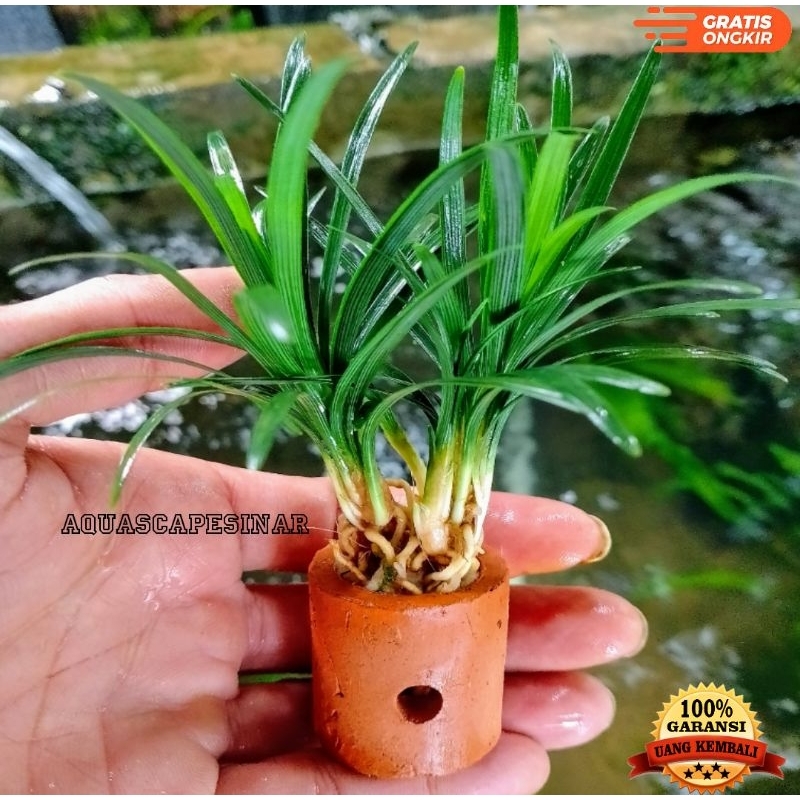 Jual kucai mini media pot tanaman aquascape-tanaman hias | Shopee Indonesia