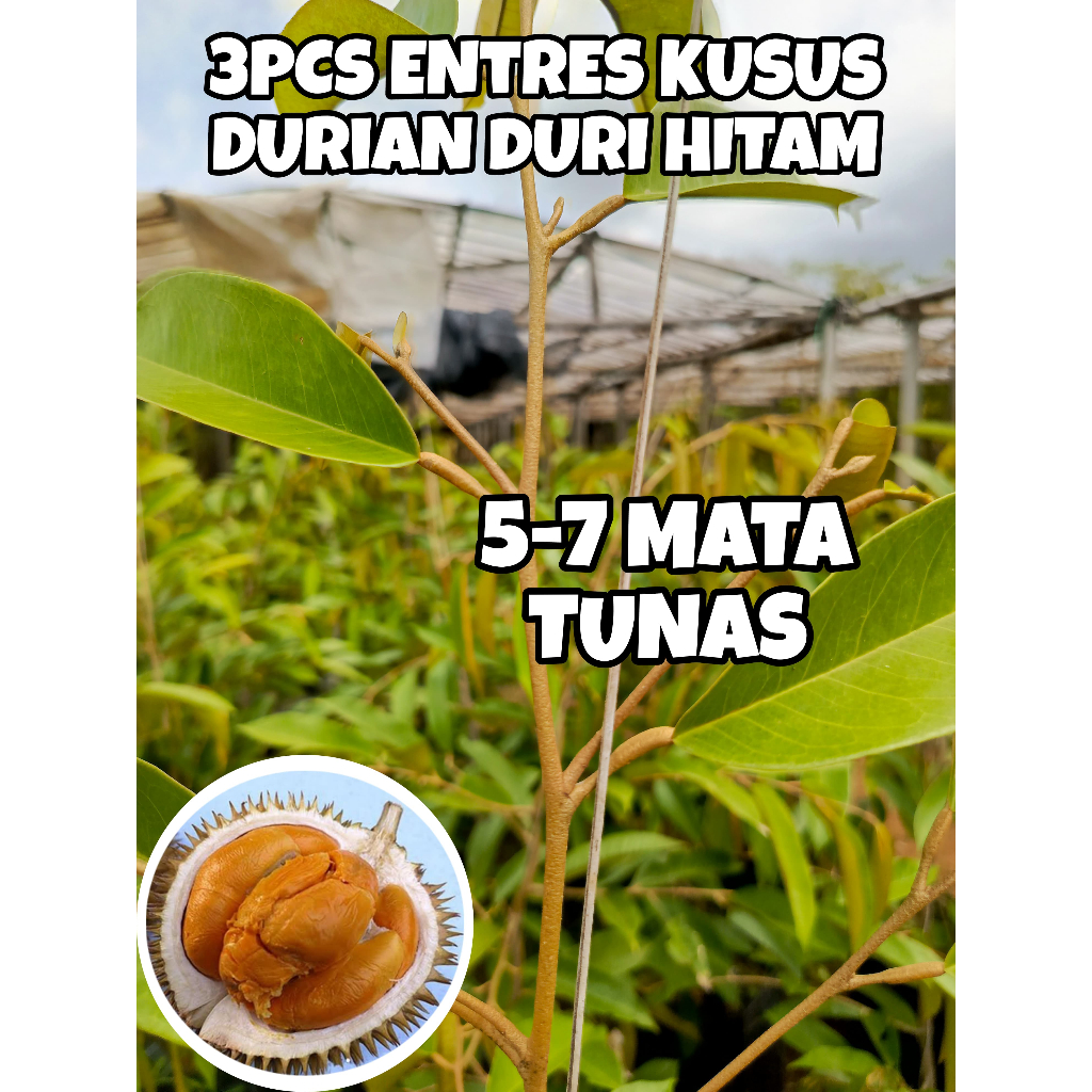 Jual KUSUS 3PCS ENTRES MATA TUNAS DURIAN DURI HITAM SUPER BUKAN PUCUKAN ...
