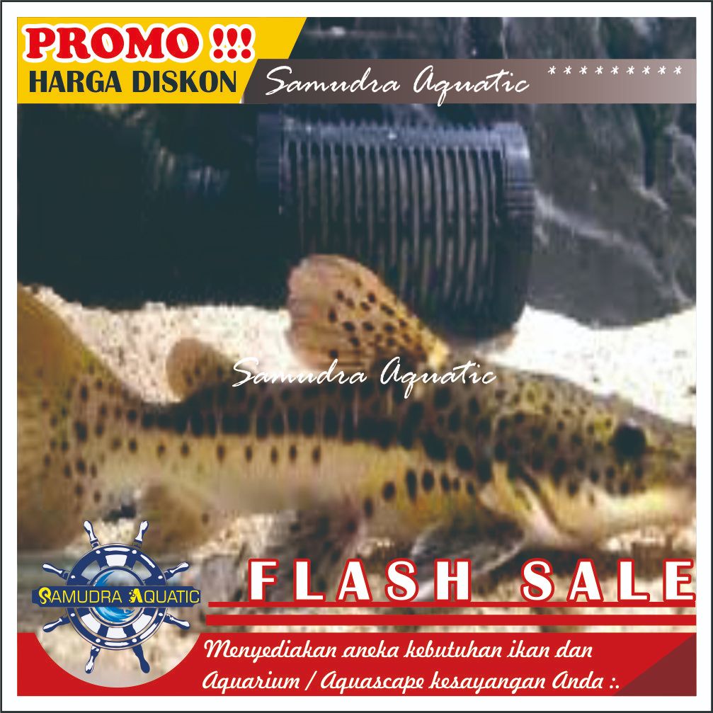 Jual Ikan LEOPARD | LEOPARD CATFISH | IKAN PREDATOR | (KHUSUS INSTAN ...