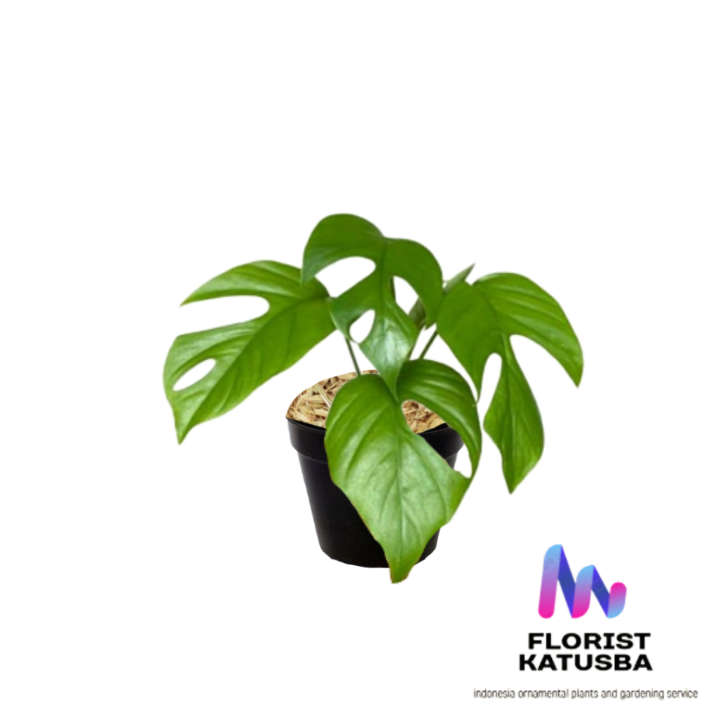 Jual tanaman monstera rhaphidophora pertusa plant tanaman indoor ...