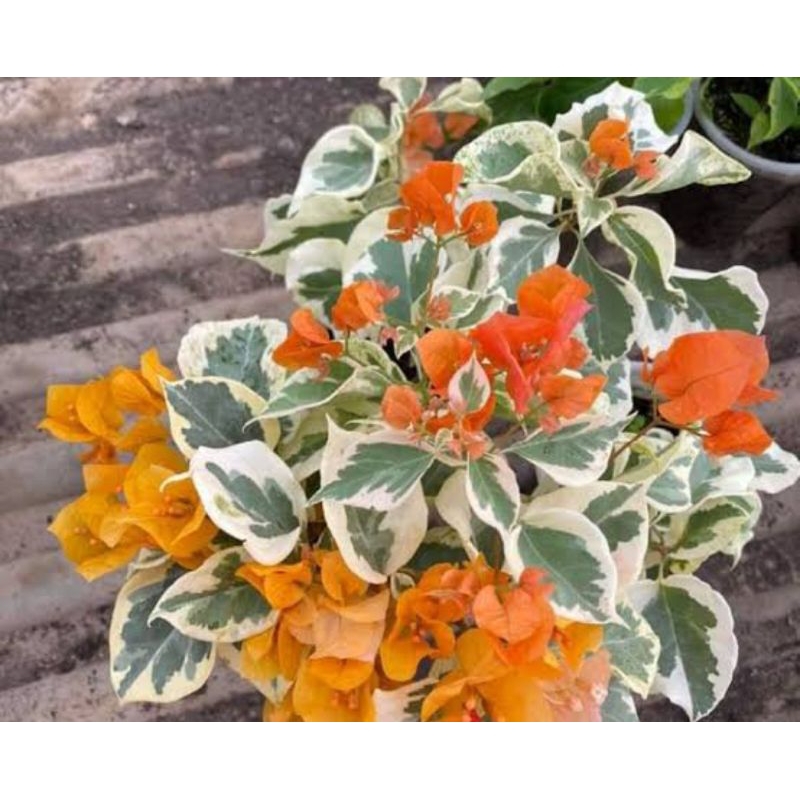 Jual bugenvil berbunga delima kuning varigata | Shopee Indonesia