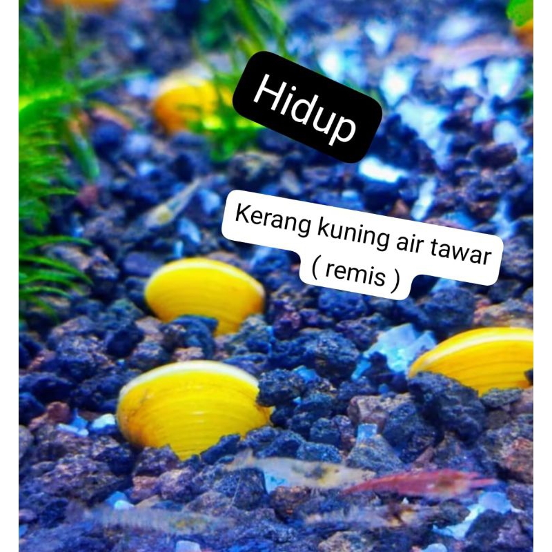 Jual Remis kerang kuning 10 biji / hidup / air tawar | Shopee Indonesia