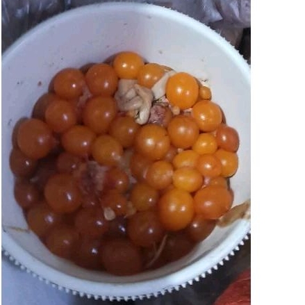 Jual telur muda dan uritan 1 kg | Shopee Indonesia