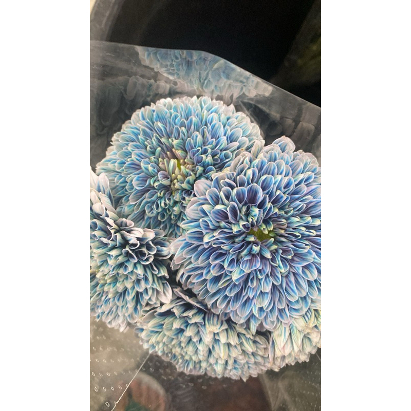 Jual GOMPIE BIRU (1 IKAT ISI 10 BATANG) | Shopee Indonesia