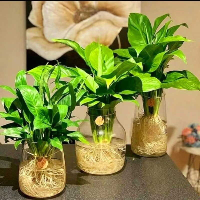 Jual Tanaman Hias Penyerap Racun Peace Lily Spatufillum /Tanaman Hias ...