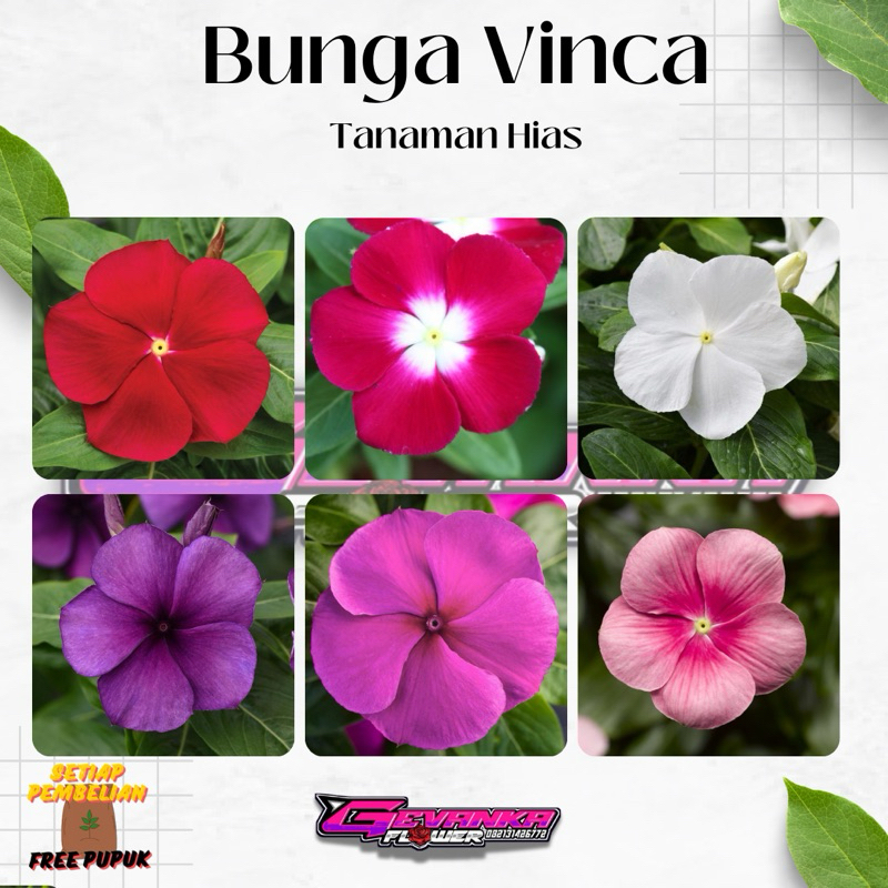 Jual Bunga VINCA IMPORT BERBUNGA - Tanaman Hias Bunga Gantung Vinca ...