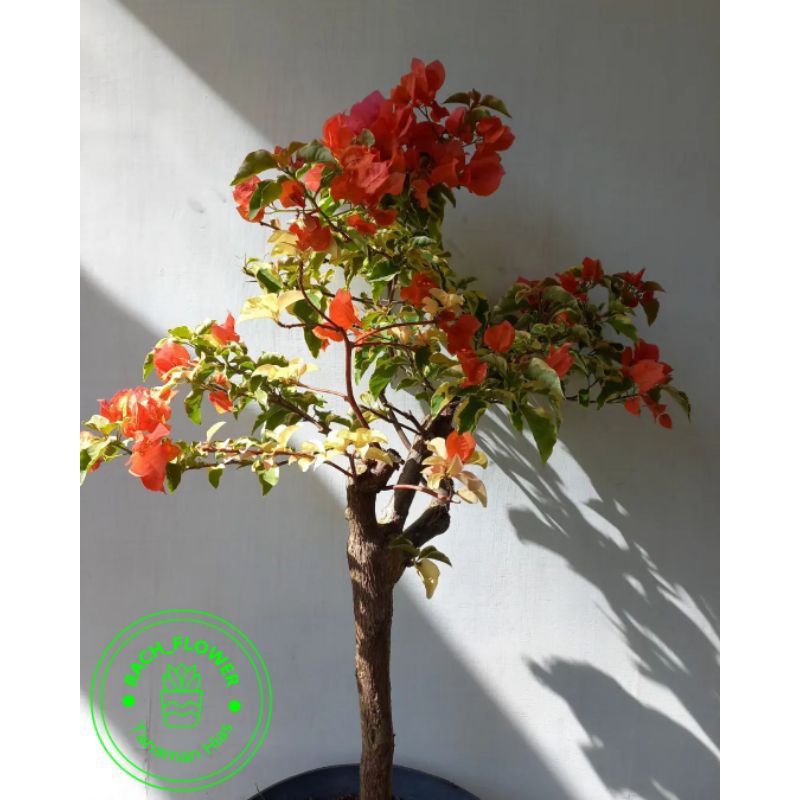 Jual Bisa Cod Bibit Tanaman Hias Bunga Bougenville Varigata Orange