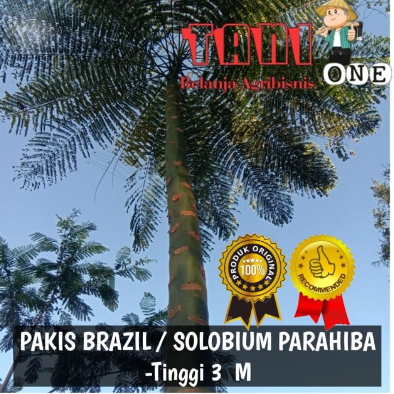 Jual Pakis Brazil / Solobium Parahiba tinggi 300 Cm | Shopee Indonesia