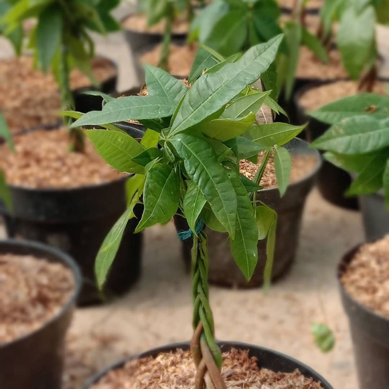 Jual Tanaman pachira kepang 5/pohon uang | Shopee Indonesia