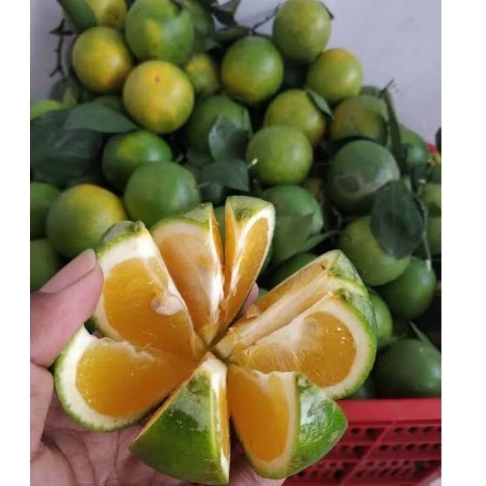 Jual jeruk baby java 1 kg | Shopee Indonesia