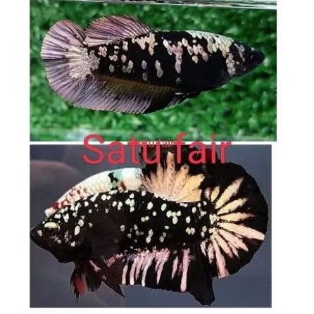 Jual Avatar Cooper gold Top grade satu fair | Shopee Indonesia