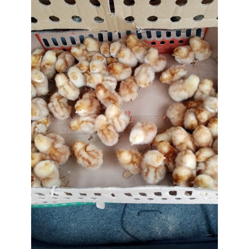 Jual Doc/Bibit Ayam Petelur/Layer | Shopee Indonesia