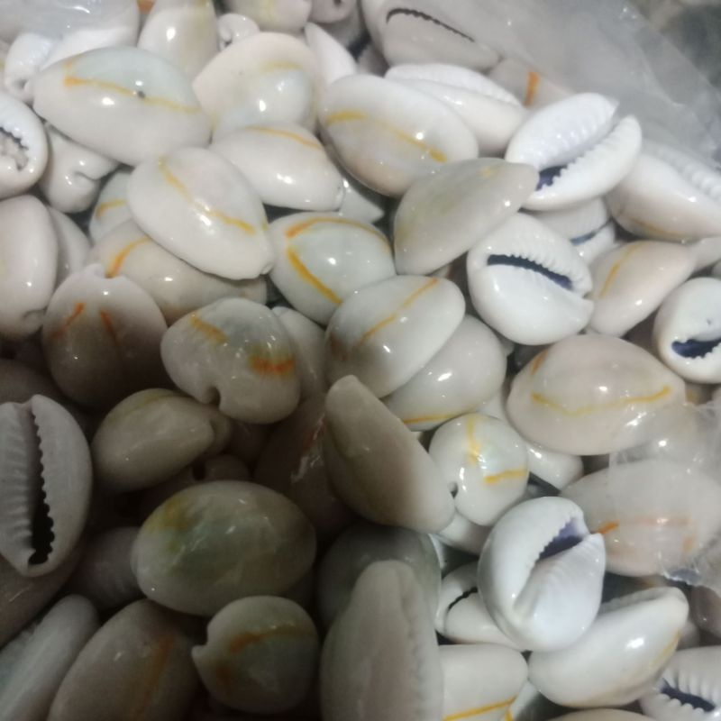 Jual [READY]biji kerang congklak 110 per bungkus | Shopee Indonesia