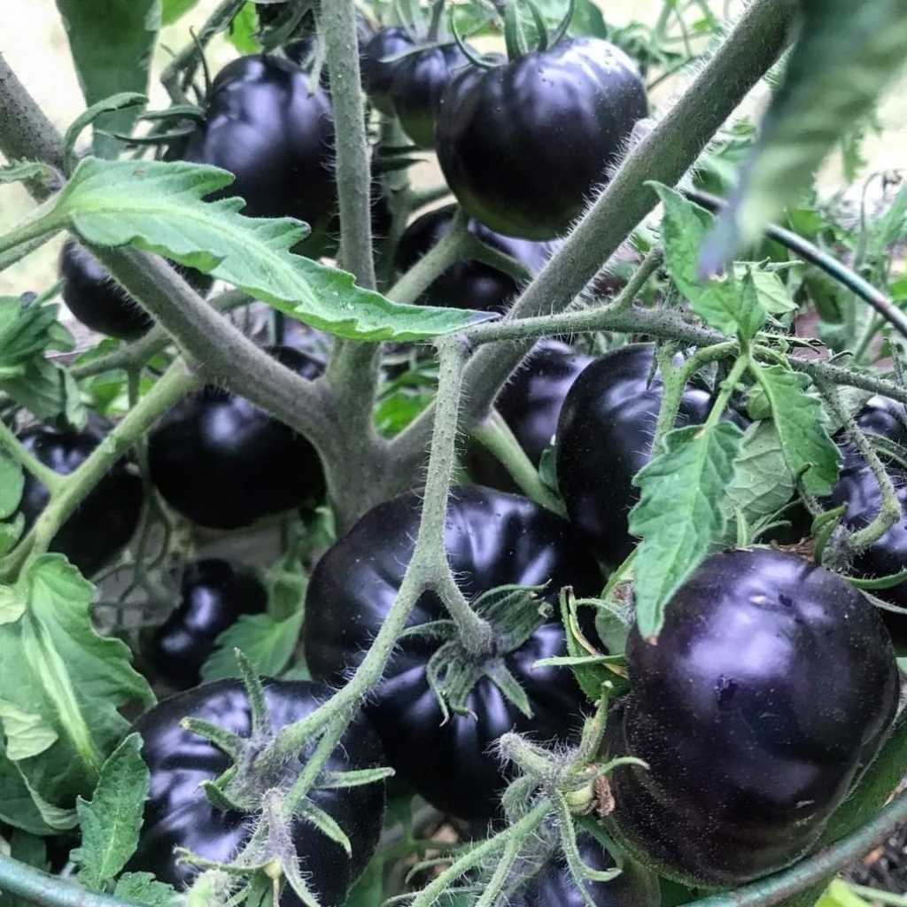 Jual Biji Buah Tomat Hitam (Rare Black Tomato) isi 5 biji | Shopee ...