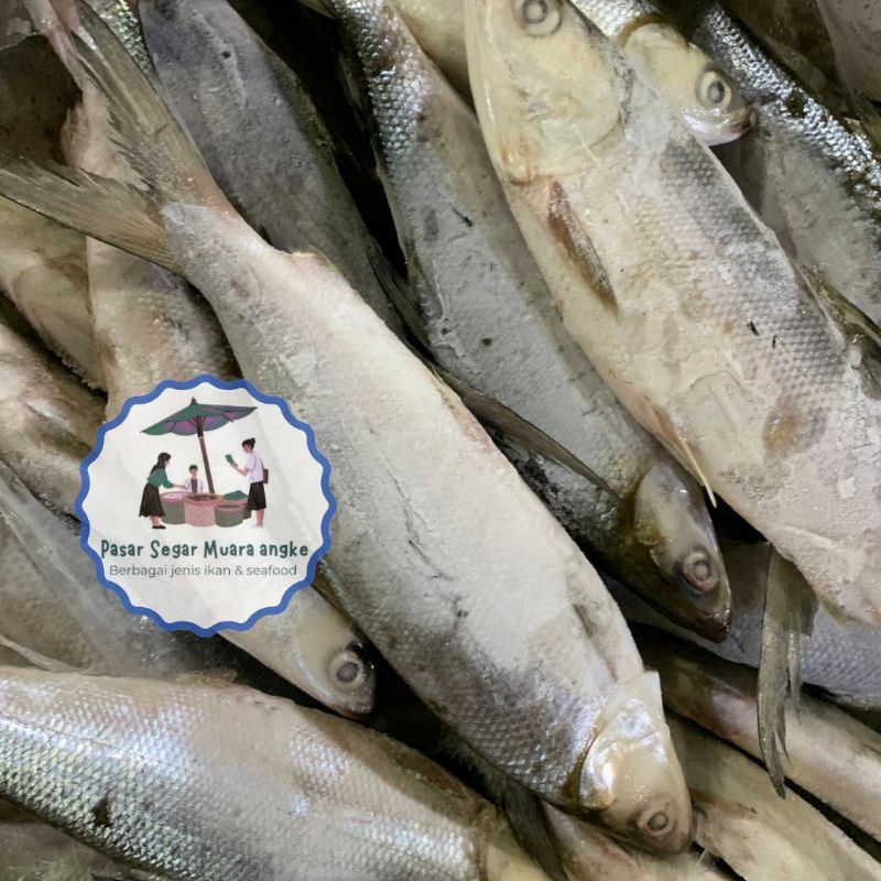 Jual Ikan Bandeng Segar Seafood hasil laut segar 1 kg | Shopee Indonesia