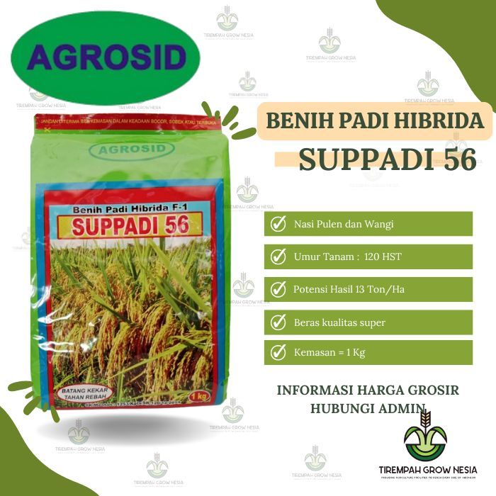 Jual BENIH PADI SUPPADI 56 PADI HIBRIDA SUPPADI-56 SUPADI 56 PADI ...