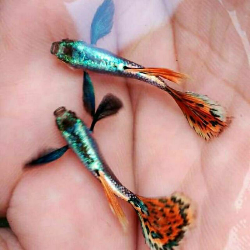 Jual bonus pakan sepasang PRMBE PLATINUM RED MOZAIK BIG EAR gupi guppy | Shopee Indonesia