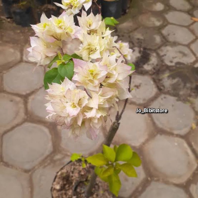 Jual Bibit Tanaman Hias Bougenville Cherry Blossom Ori Berbunga Siap
