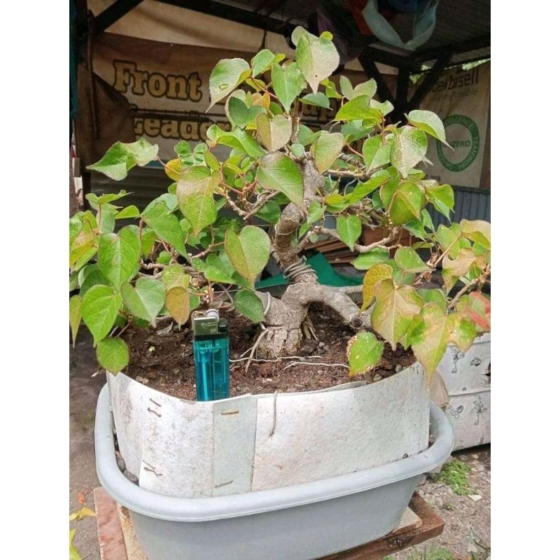 Jual Tanaman hias bonsai waru wayang original | Shopee Indonesia