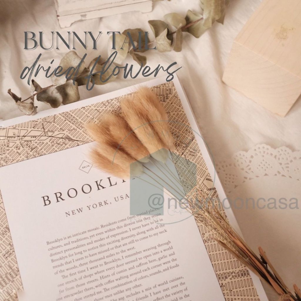 Jual [5 TANGKAI] PROMO SALE Dried flower bunny tail caspea nigella ...