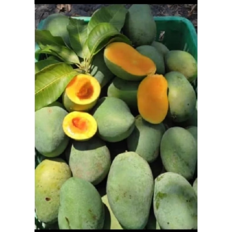 Jual mangga alpukat/mangga harum manis daging Punel kemasan 1kg ...