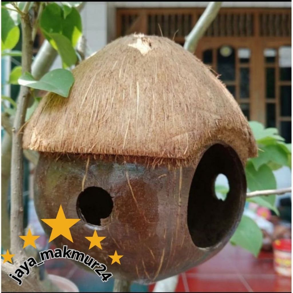 Jual glodok burung lovebird / sarang burung batok kelapa | Shopee Indonesia