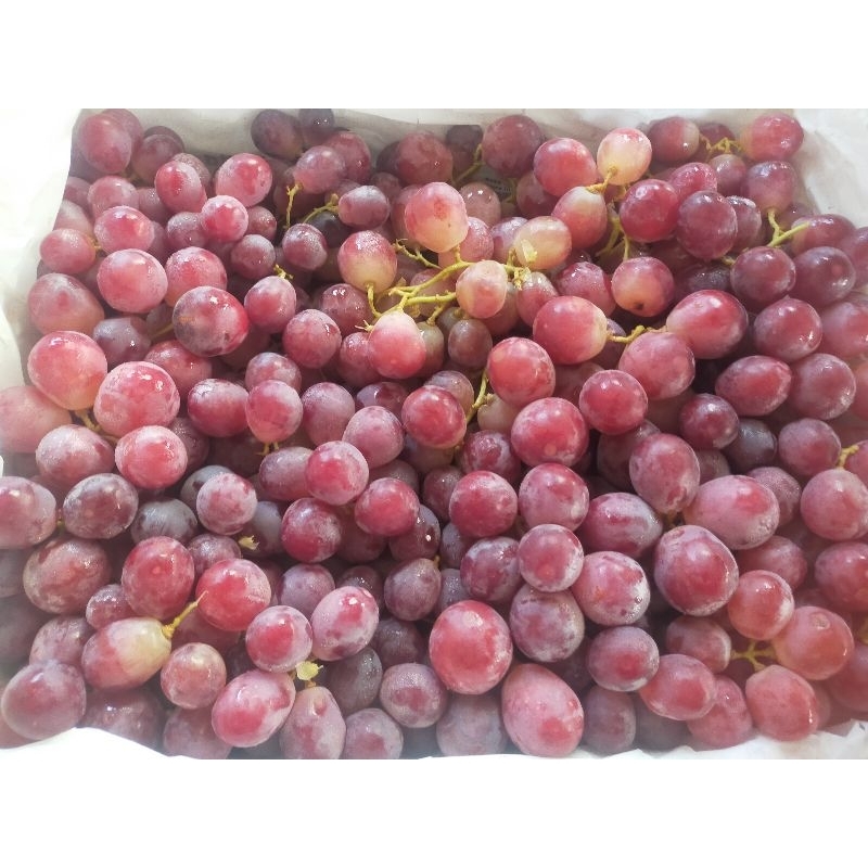 Jual Buah anggur merah red globe PERU ada biji | Shopee Indonesia