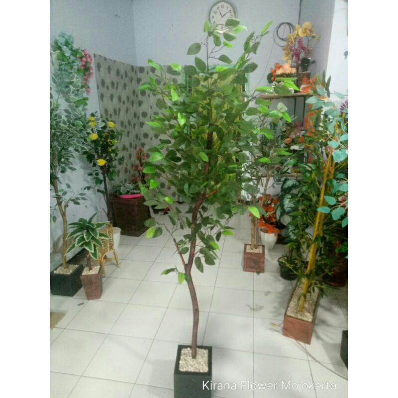Jual NEW ARRIVAL Pohon Beringin || Daun Beringin Varigata || Pohon ...