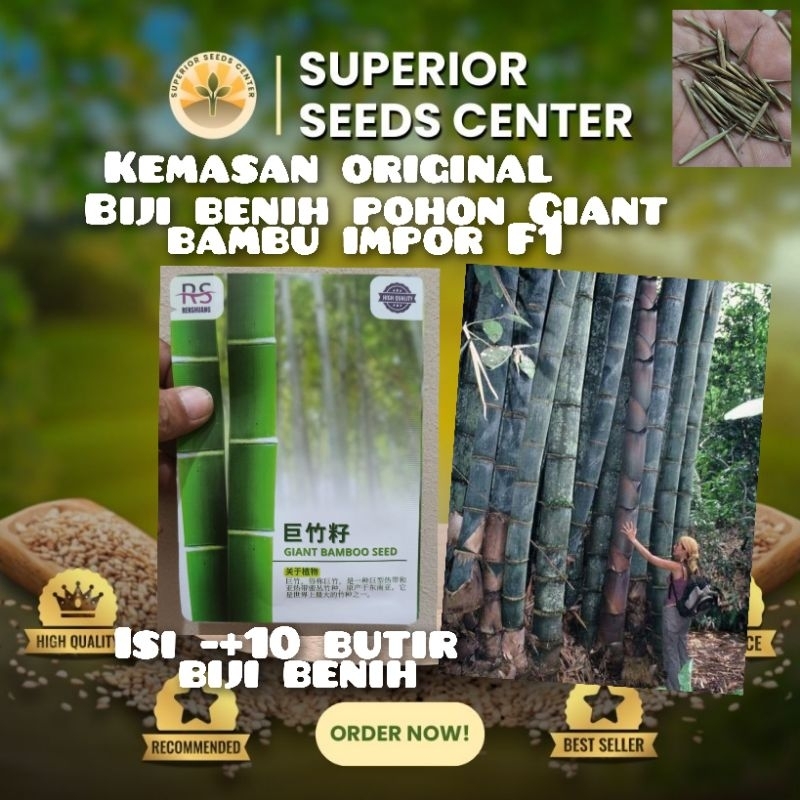 Jual kemasan original biji benih pohon Giant bambu moso impor F1 ...
