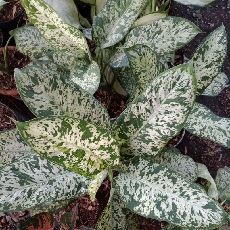 Jual bunga aglonema diven zebra/beras tumpah | Shopee Indonesia
