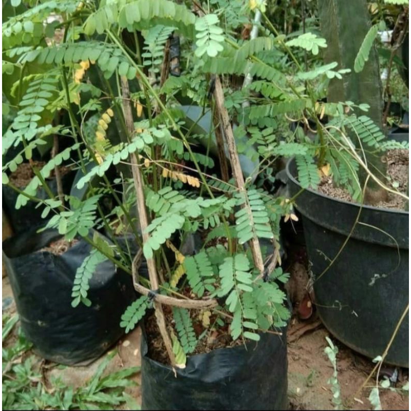 Jual Tanaman herbal Daun saga pohon obat daun saga murah | Shopee Indonesia