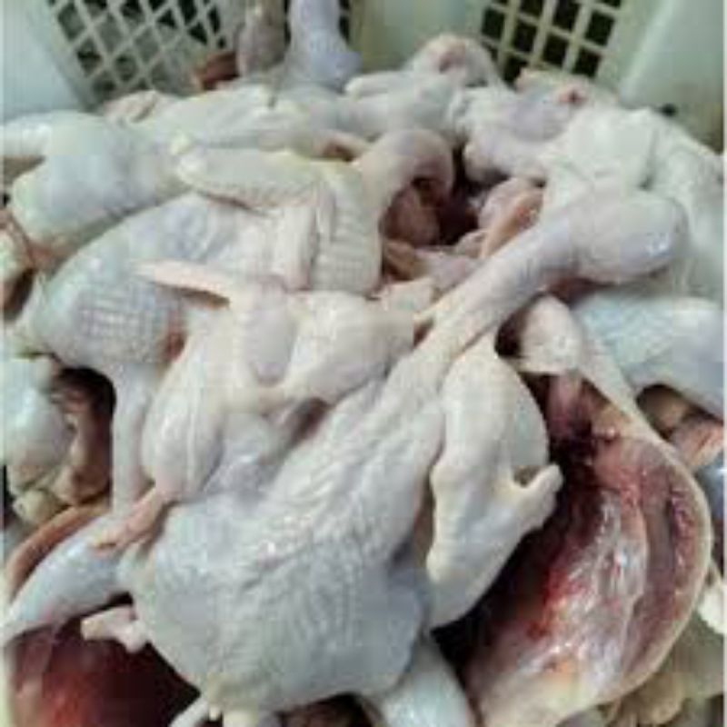 Jual Daging puyuh / burung puyuh 5ekor, 10ekor | Shopee Indonesia