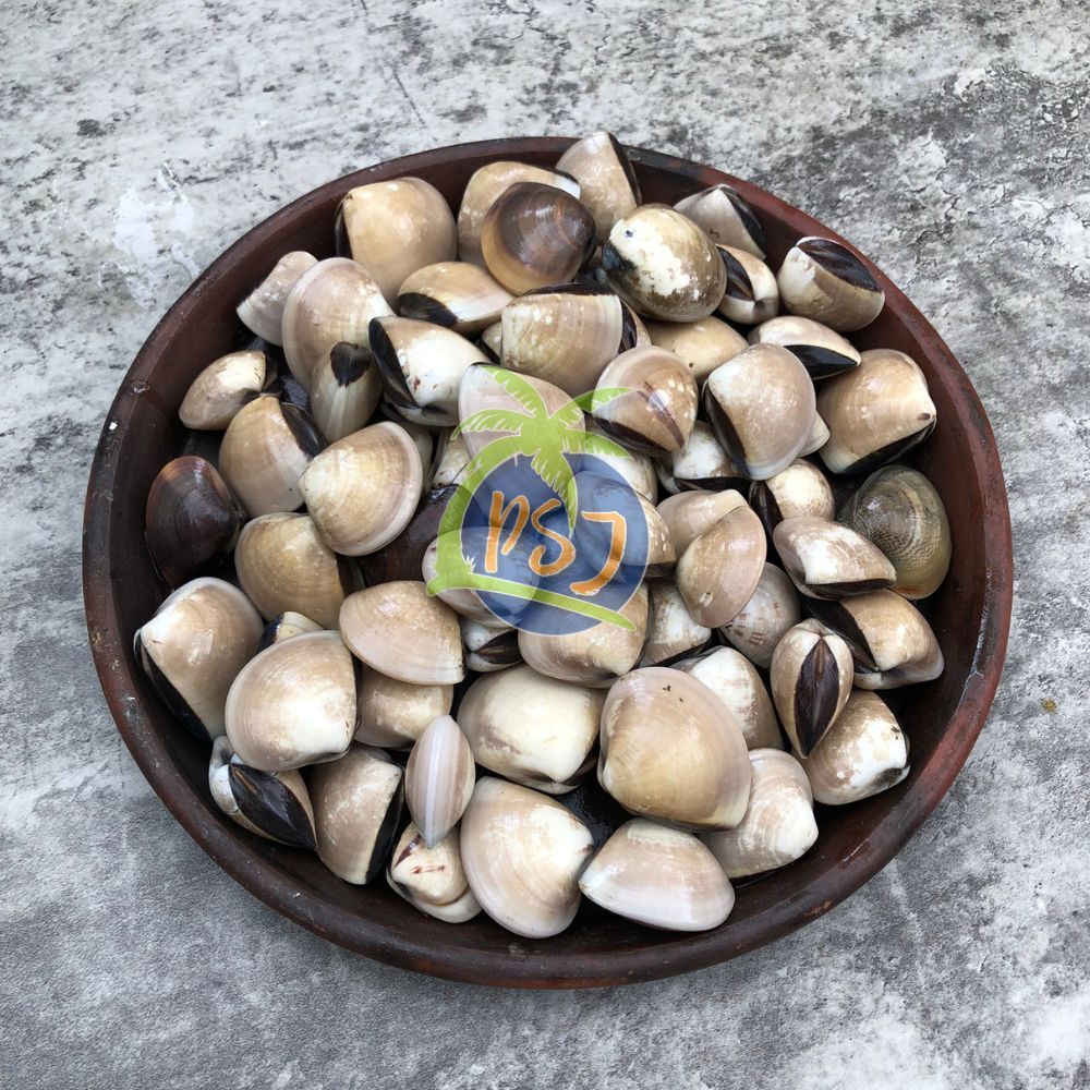 Jual Kerang Tahu segar / Kerang kepa murah / Kerang Fresh tahu murah ...